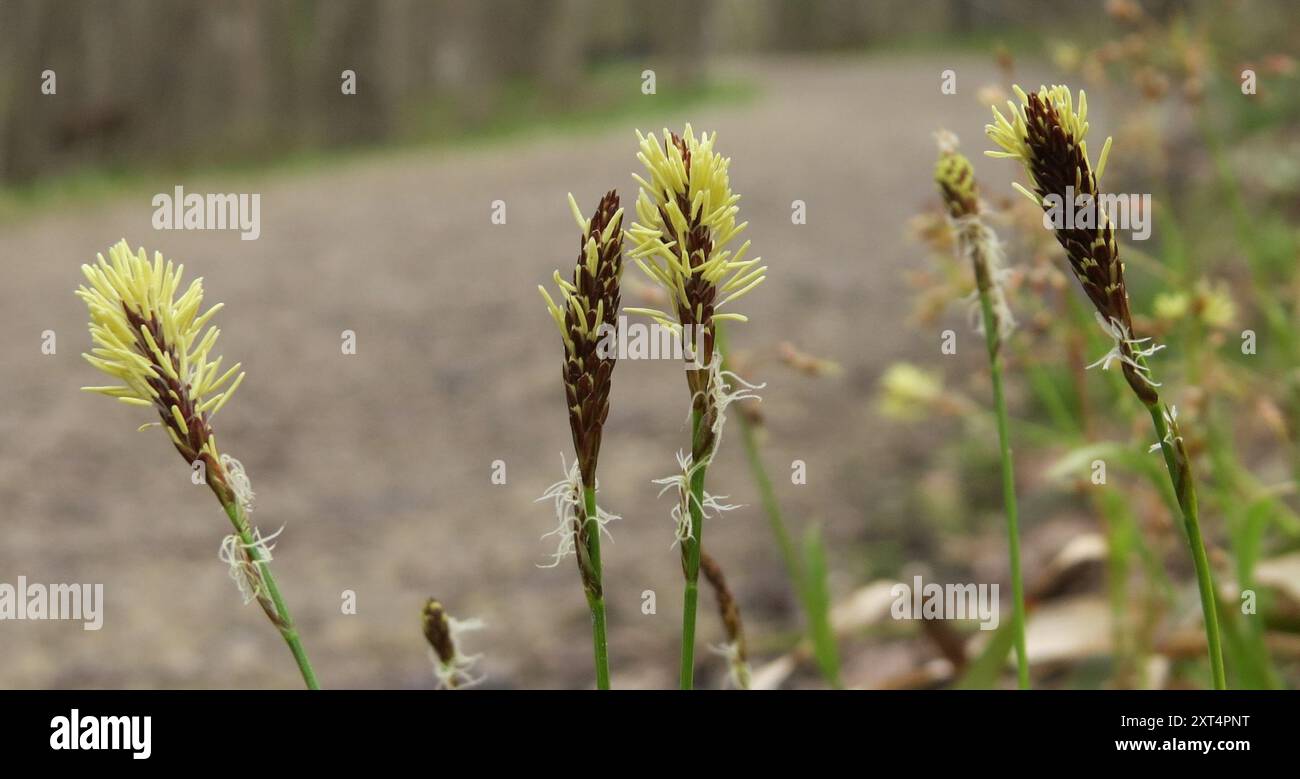 Pennsylvania sedge (Carex pensylvanica) Plantae Stock Photo - Alamy