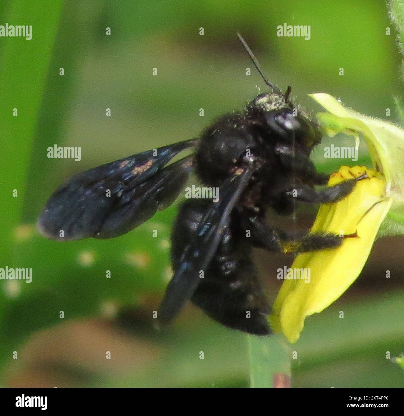 Large Carpenter Bees (Xylocopa) Insecta Stock Photo - Alamy