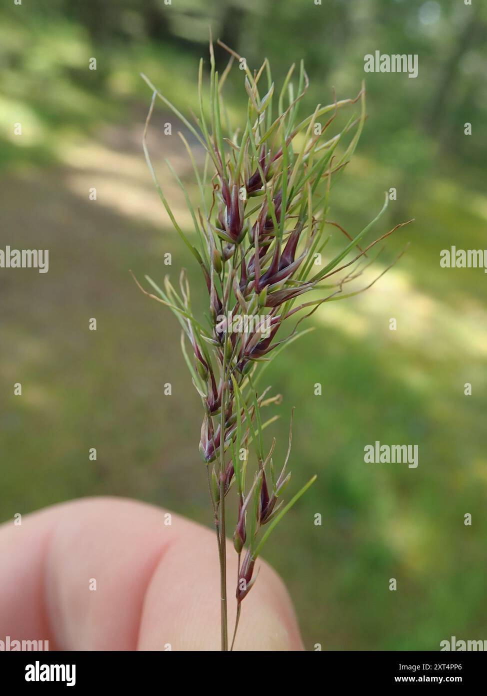 Bulbous Bluegrass (Poa bulbosa) Plantae Stock Photo - Alamy