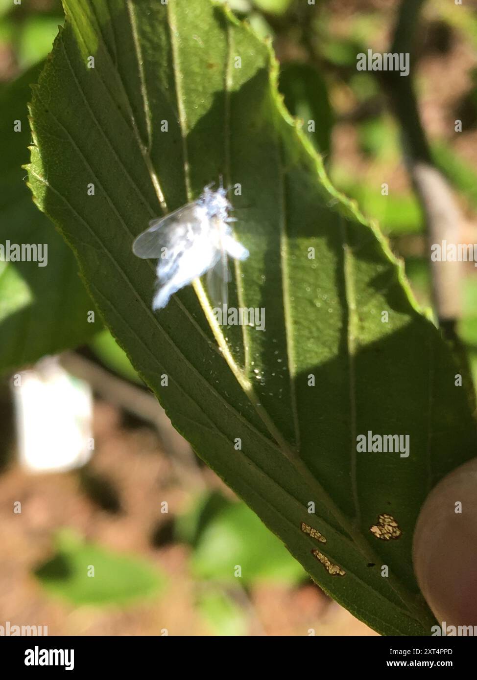 Woolly Aphids and Gall-making Aphids (Eriosomatinae) Insecta Stock ...