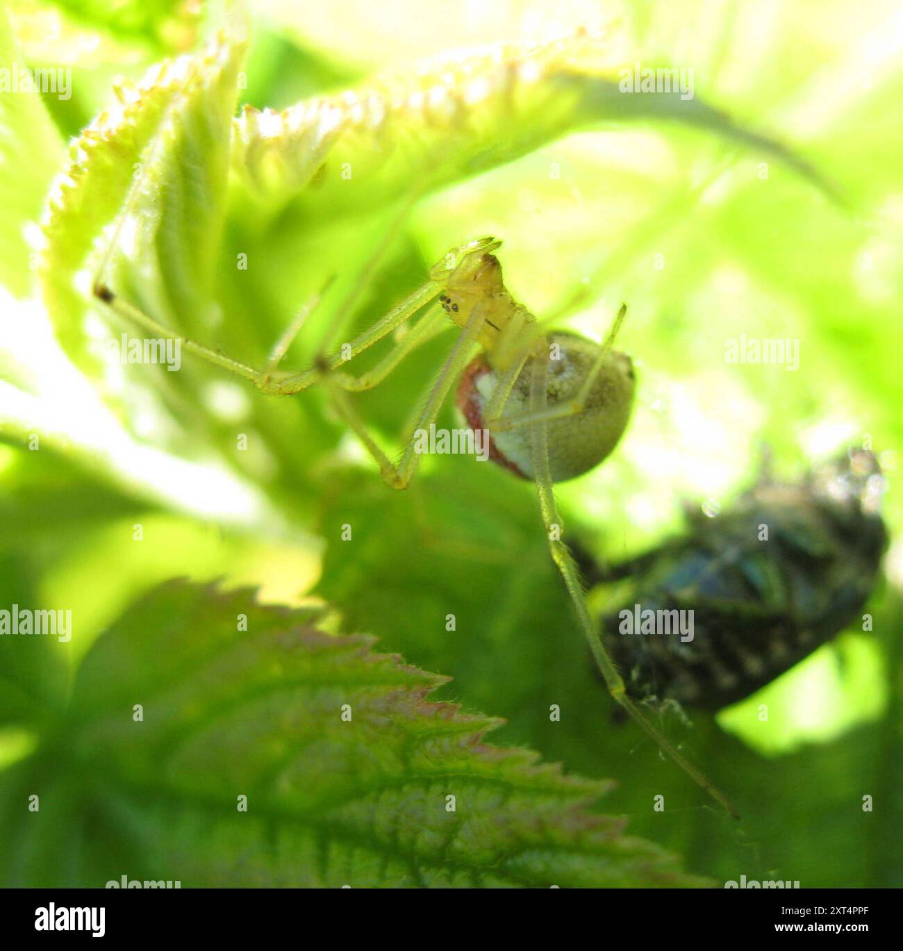Common candy-striped spider (Enoplognatha ovata) Arachnida Stock Photo ...