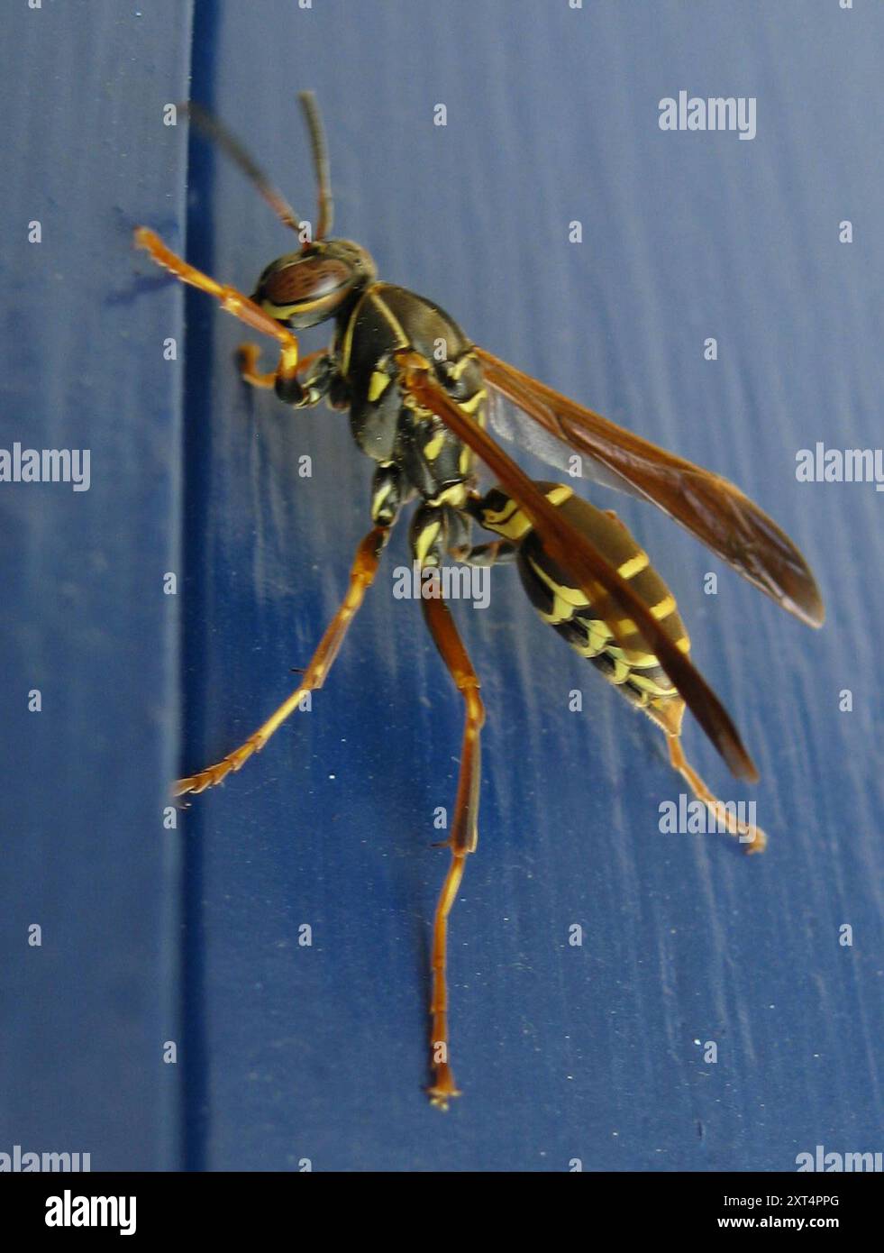 Northern Paper Wasp (Polistes fuscatus) Insecta Stock Photo - Alamy