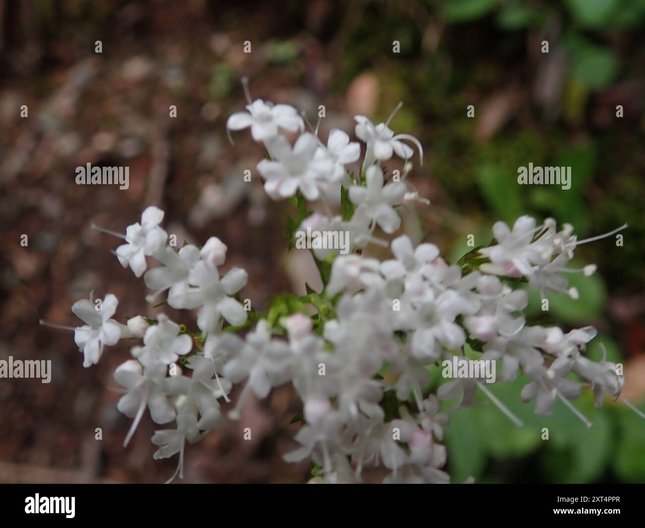 Scouler's Valerian (Valeriana sitchensis scouleri) Plantae Stock Photo ...