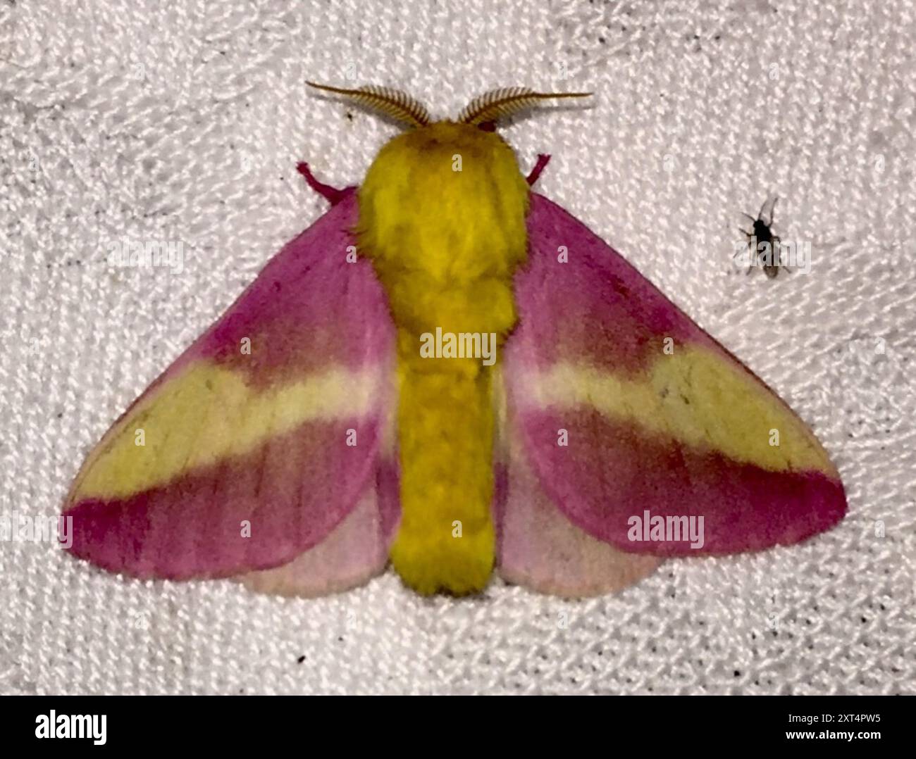 Rosy Maple Moth (Dryocampa rubicunda) Insecta Stock Photo - Alamy