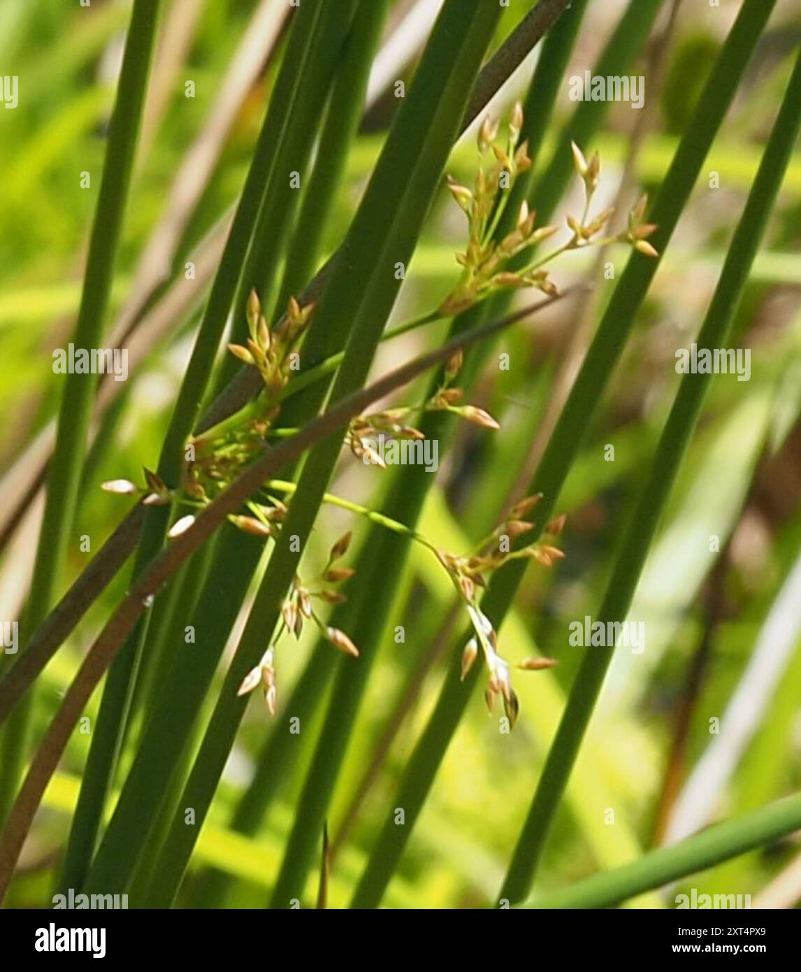 Soft Rush (Juncus effusus) Plantae Stock Photo - Alamy