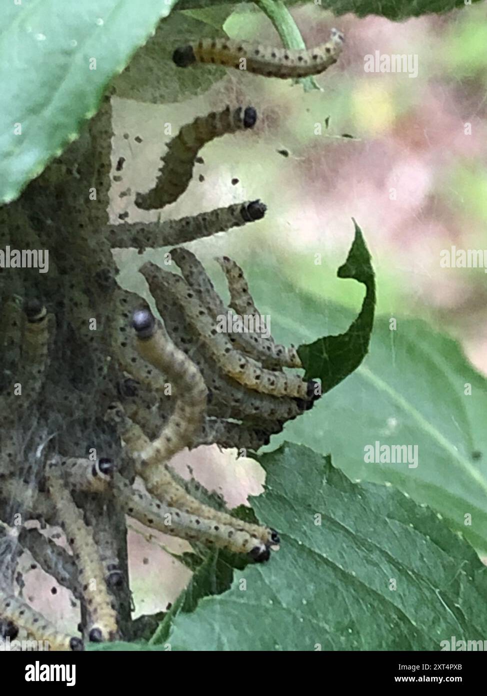 Spindle Ermine Moth (Yponomeuta cagnagella) Insecta Stock Photo - Alamy