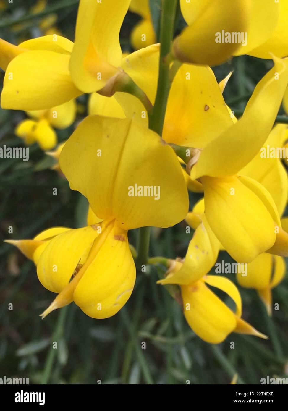 flowering plants (Angiospermae) Plantae Stock Photo - Alamy