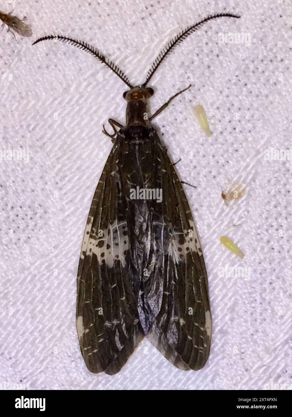 Banded Dark Fishfly (Nigronia fasciata) Insecta Stock Photo - Alamy