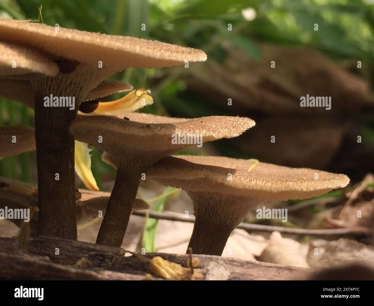 Spring Polypore (Lentinus arcularius) Fungi Stock Photo - Alamy