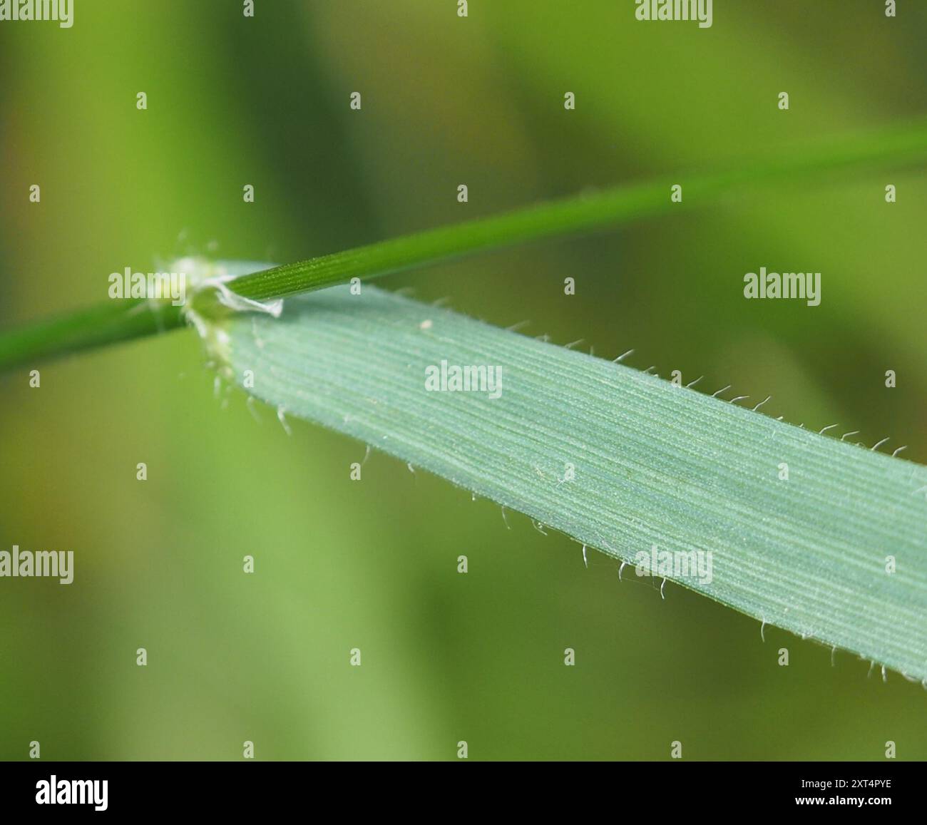 sweet vernal grass (Anthoxanthum odoratum) Plantae Stock Photo - Alamy