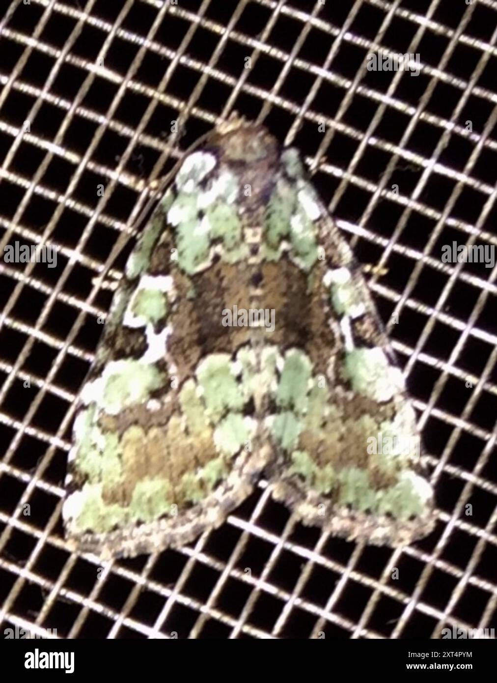 Marbled-green Leuconycta Moth (Leuconycta lepidula) Insecta Stock Photo ...