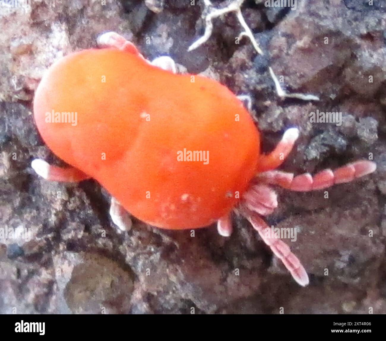 Giant Velvet Mites (Dinothrombium) Arachnida Stock Photo - Alamy