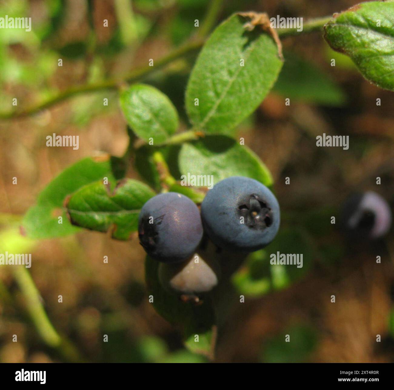 Early Lowbush Blueberry (Vaccinium pallidum) Plantae Stock Photo - Alamy