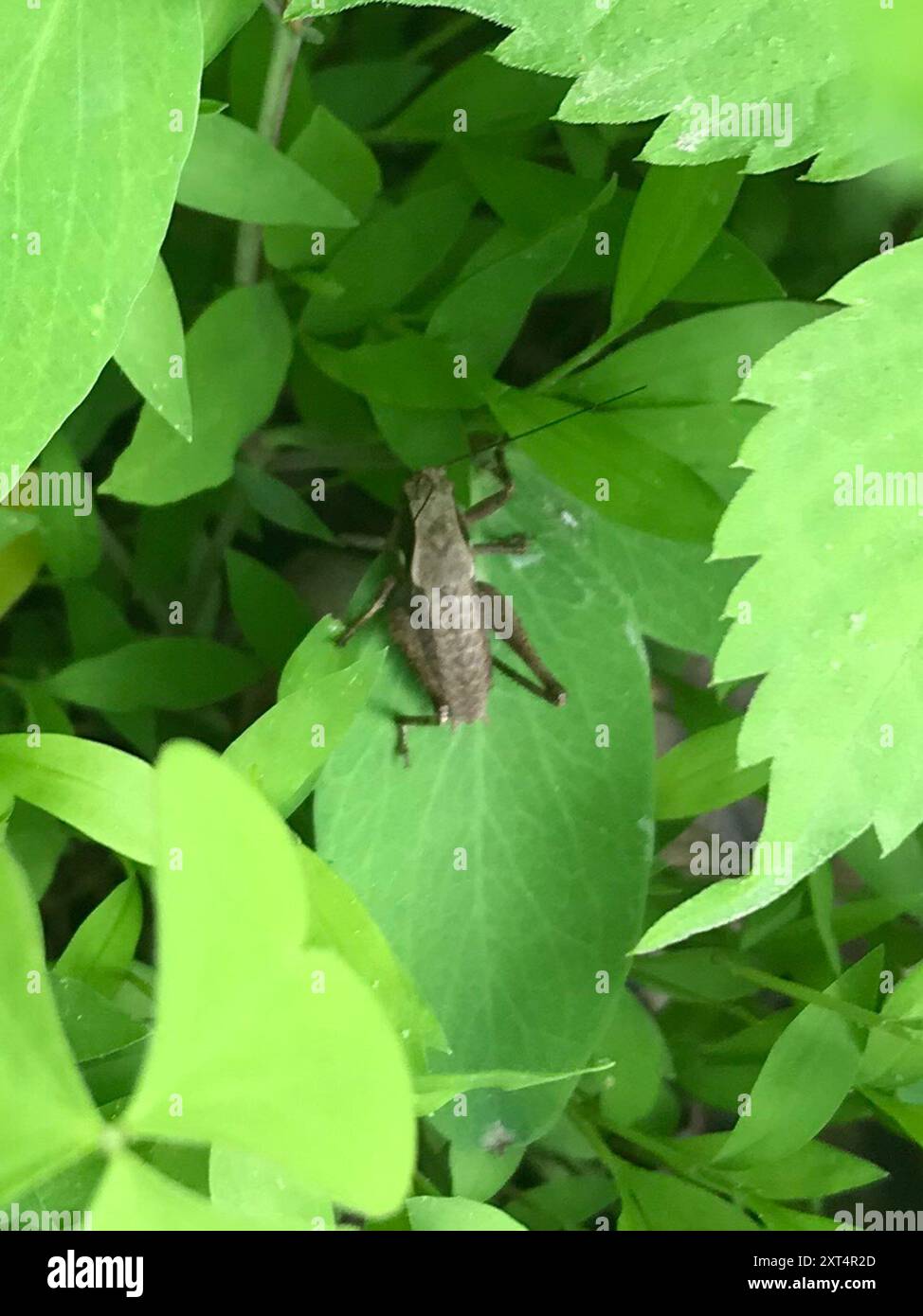 Shieldback Katydids (Tettigoniinae) Insecta Stock Photo - Alamy