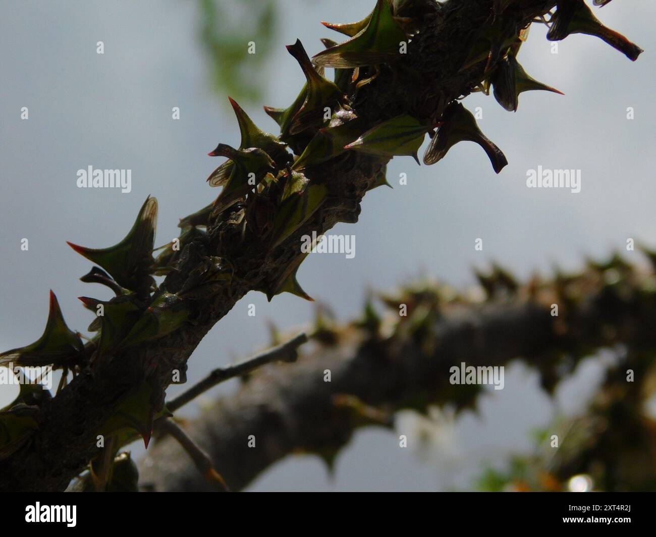 Thorn Treehopper (Umbonia crassicornis) Insecta Stock Photo - Alamy