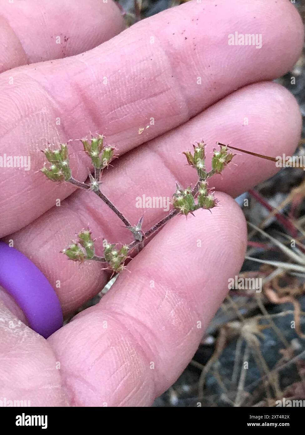 Turkish rugging (Chorizanthe staticoides) Plantae Stock Photo - Alamy