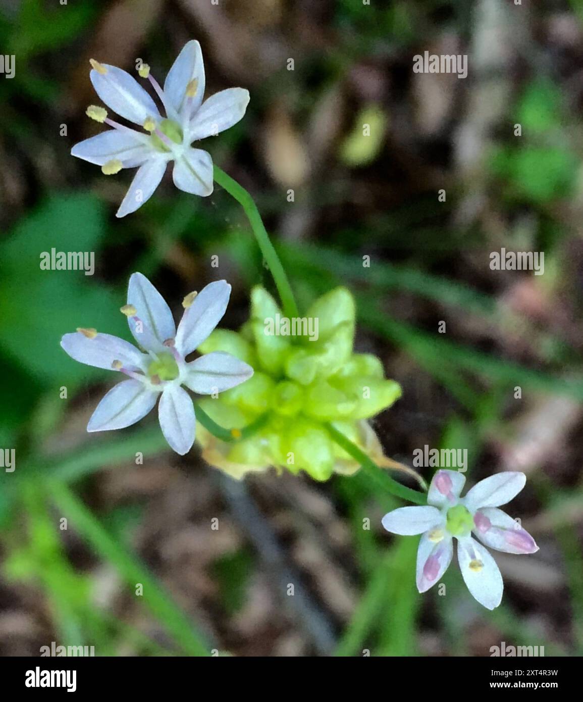Canadian Meadow garlic (Allium canadense) Plantae Stock Photo - Alamy