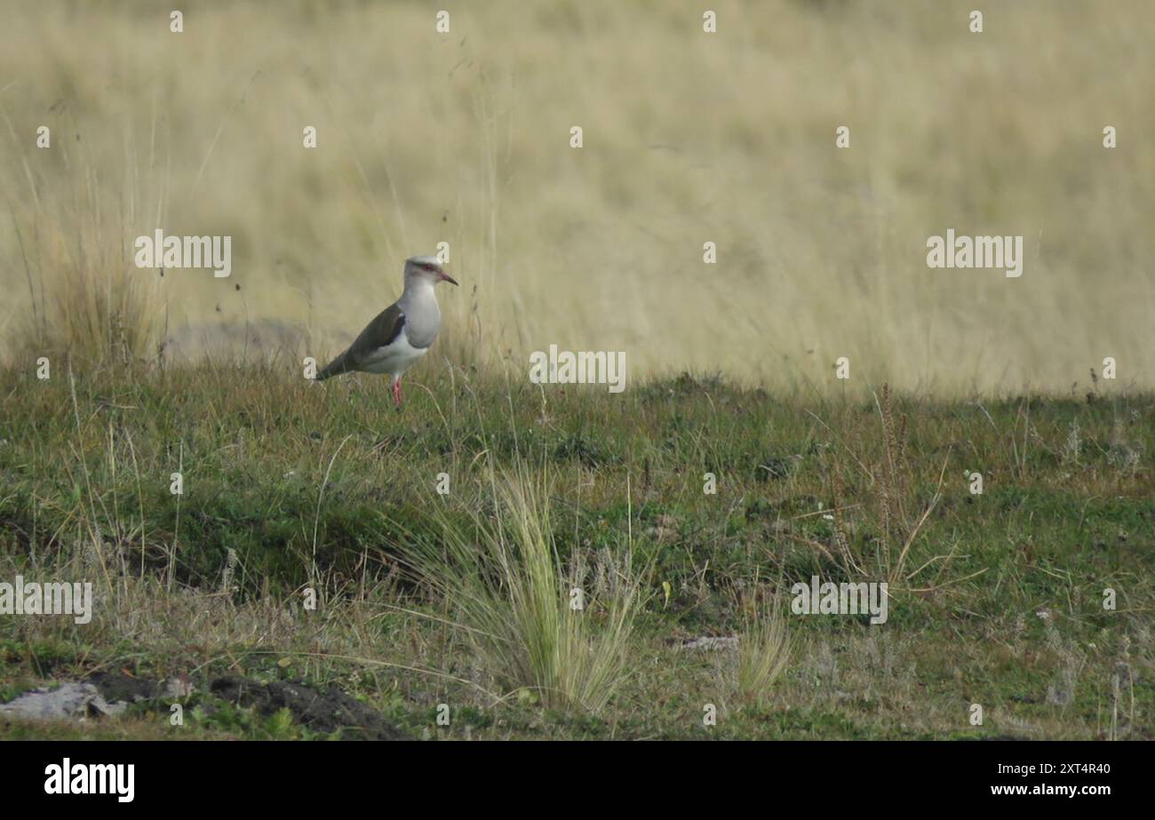 Andean lapwing hi-res stock photography and images - Alamy