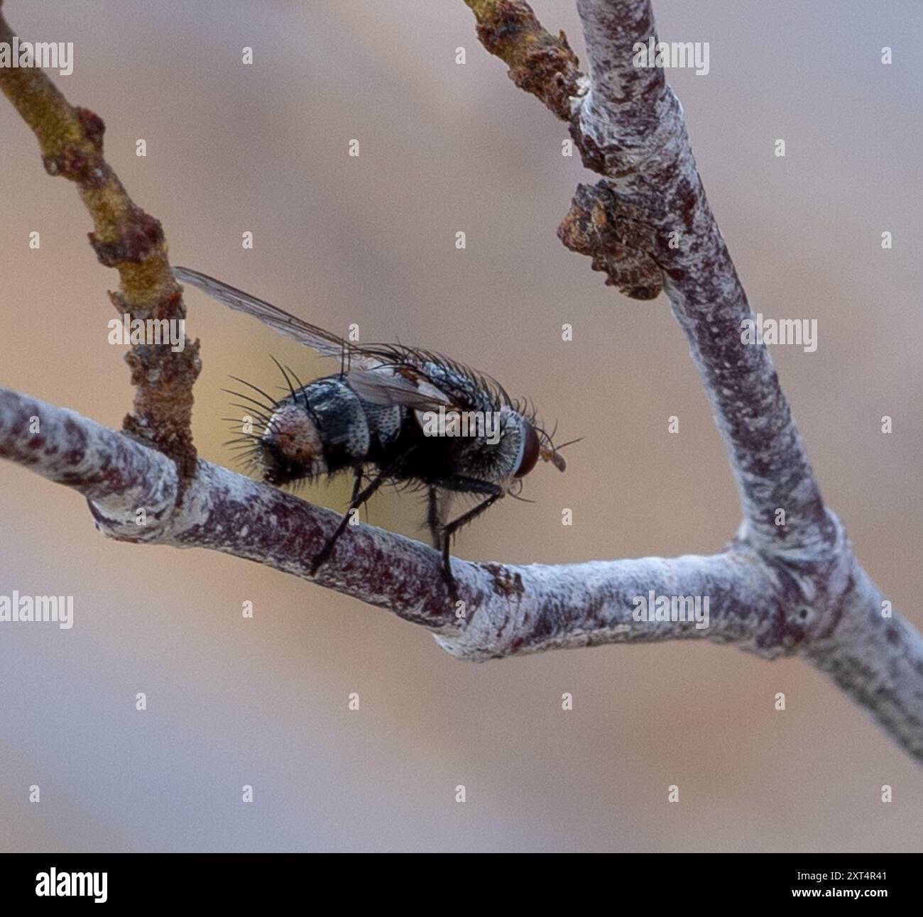 Bristle Flies (Tachinidae) Insecta Stock Photo - Alamy