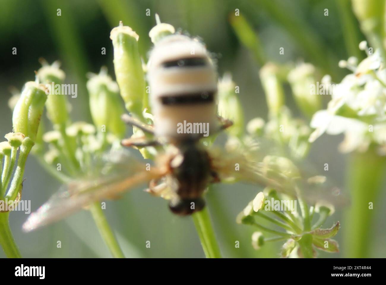 Fly Death Fungi (Entomophthora muscae) Fungi Stock Photo - Alamy