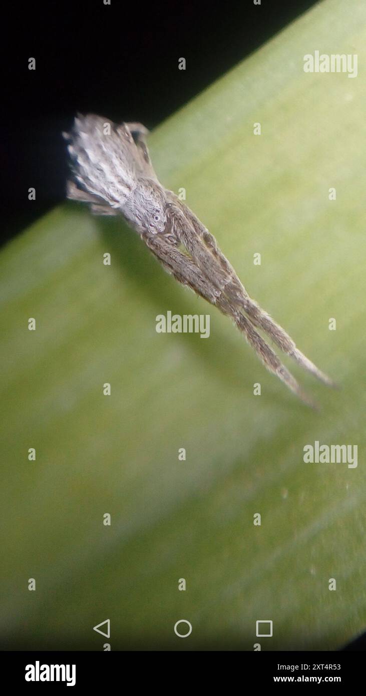Walckenaer's Feather-legged Spider (Uloborus walckenaerius) Arachnida ...