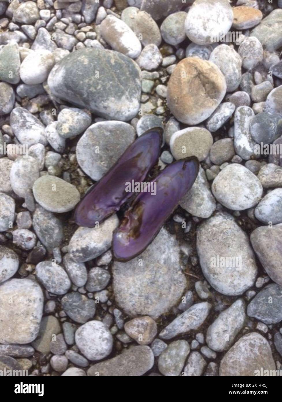 Western Pearlshell (Margaritifera falcata) Mollusca Stock Photo - Alamy