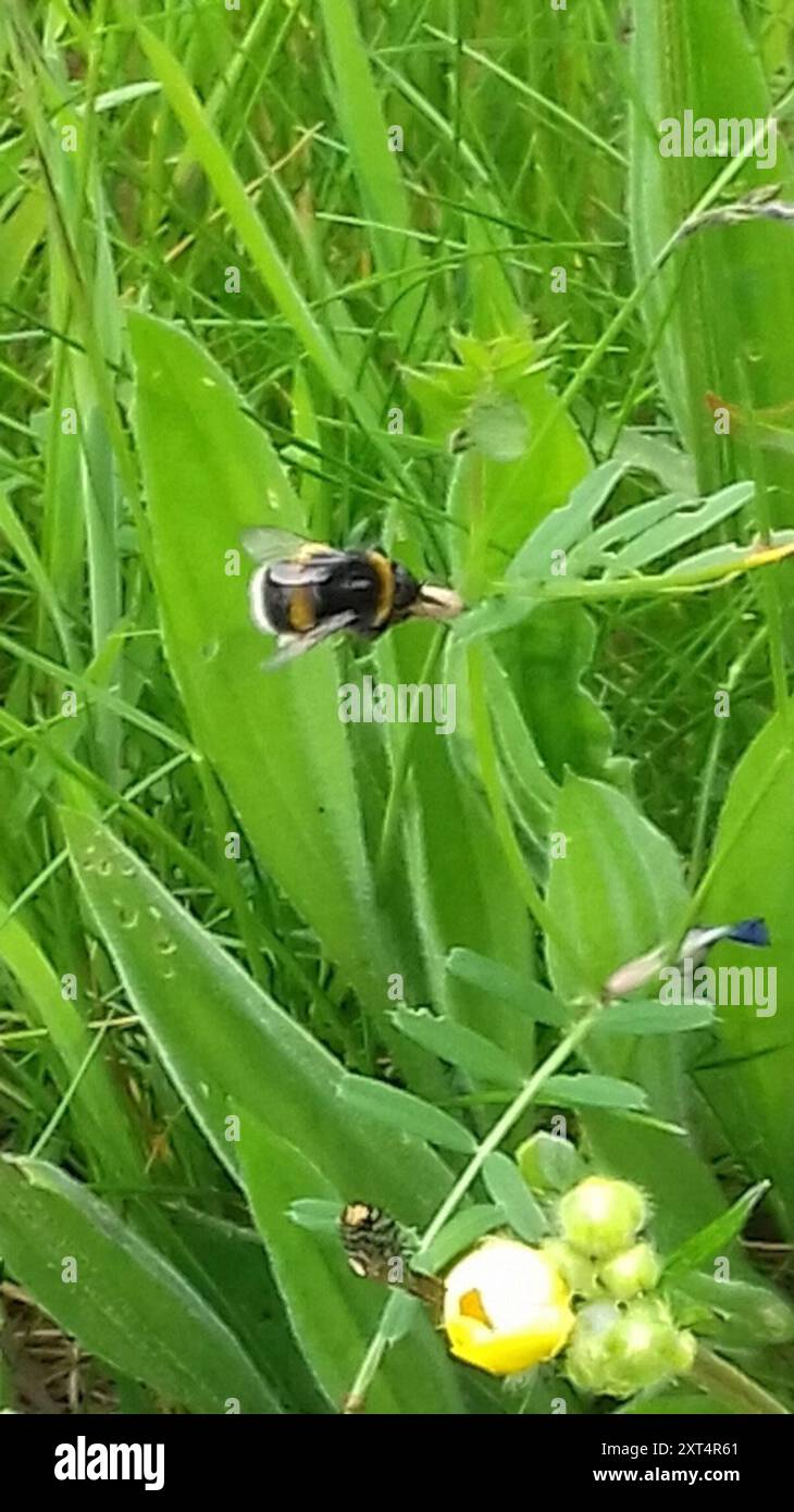 White-tailed Bumble Bee (Bombus lucorum) Insecta Stock Photo - Alamy