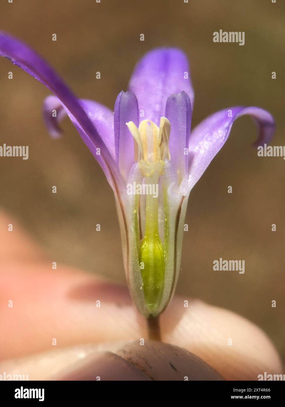 Dwarf Brodiaea (Brodiaea terrestris) Plantae Stock Photo - Alamy
