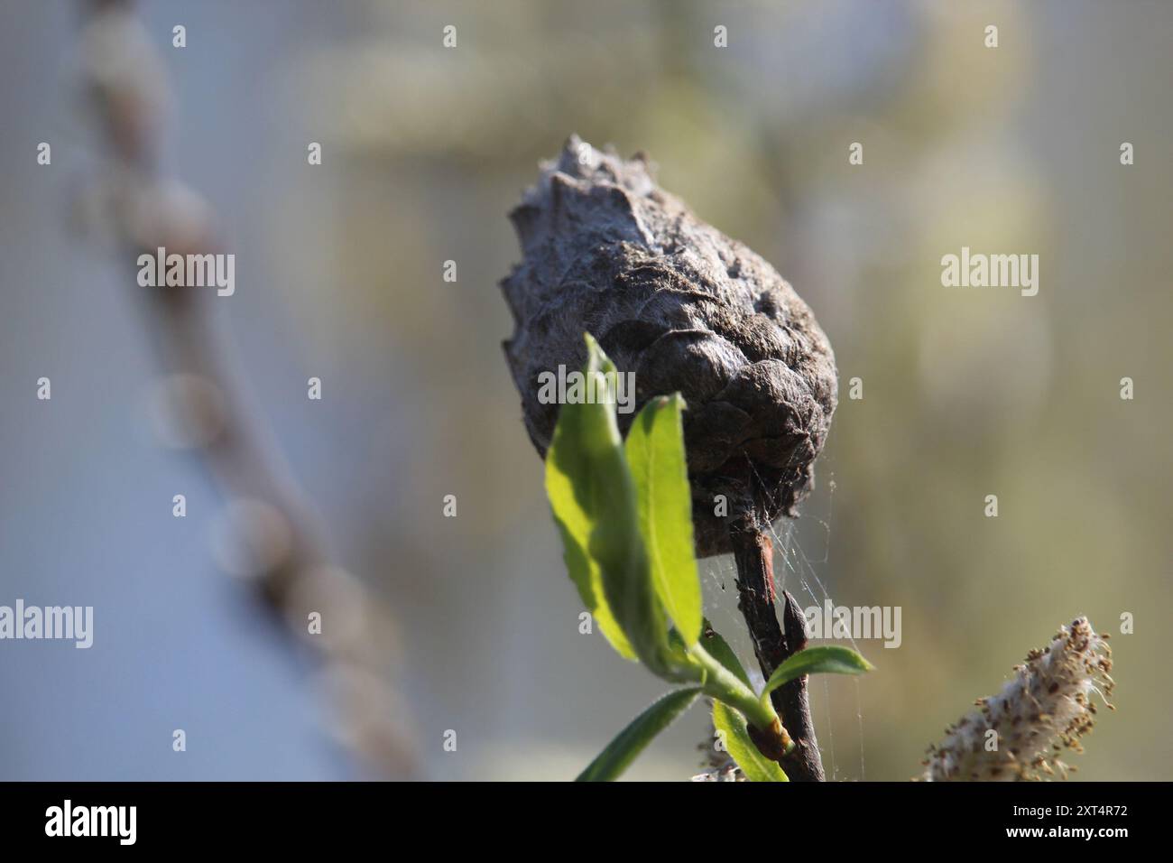 pussy willow (Salix discolor) Plantae Stock Photo - Alamy