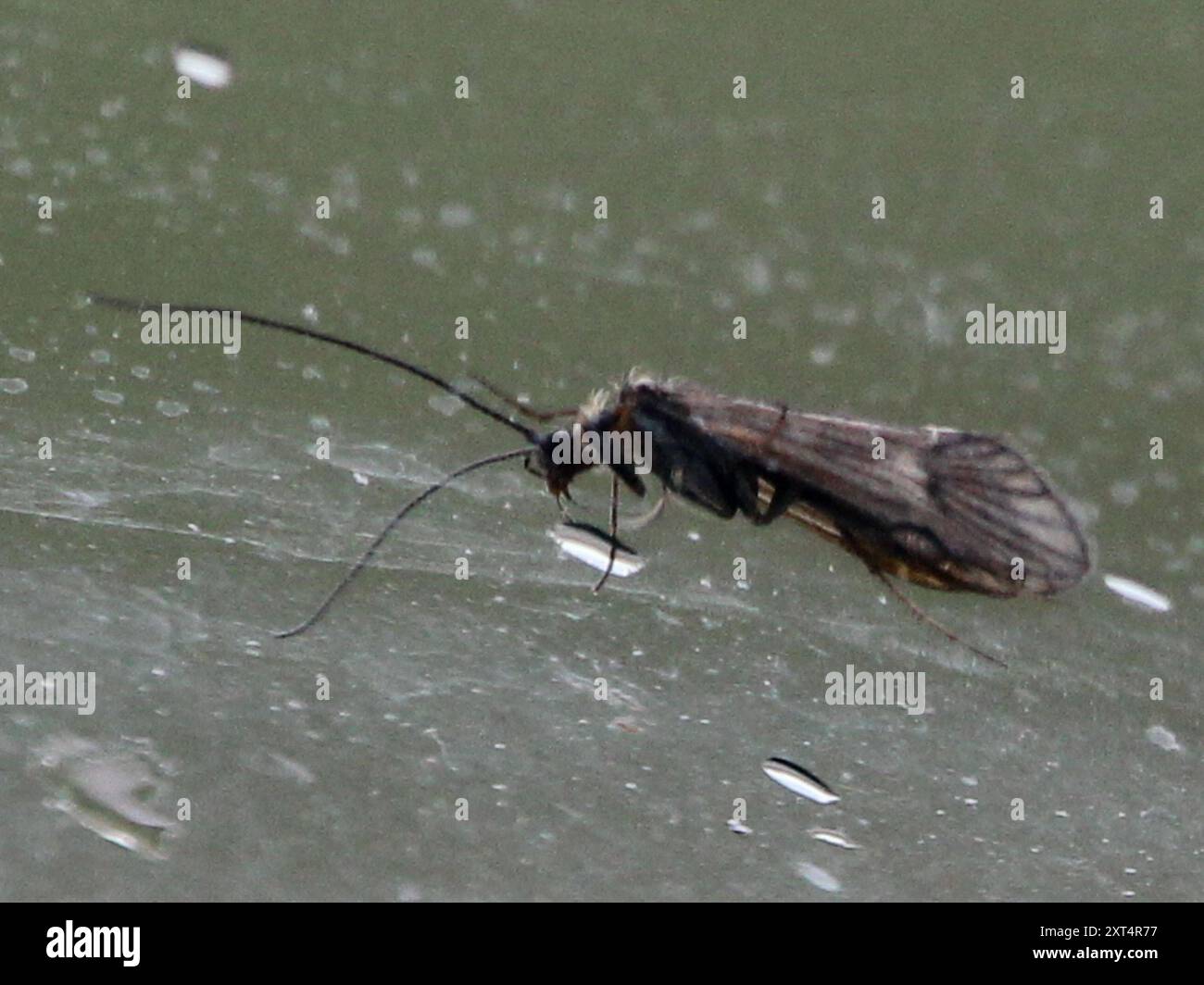 Caddisflies (Trichoptera) Insecta Stock Photo - Alamy
