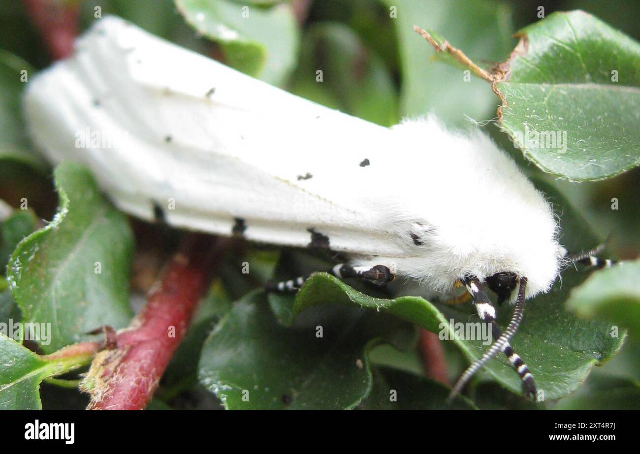 Salt Marsh Moth (Estigmene acrea) Insecta Stock Photo - Alamy