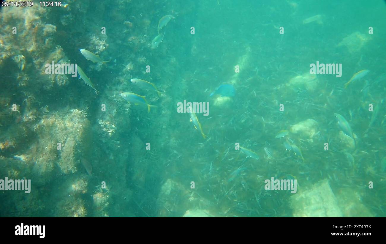 Bar Jack (Caranx ruber) Actinopterygii Stock Photo - Alamy