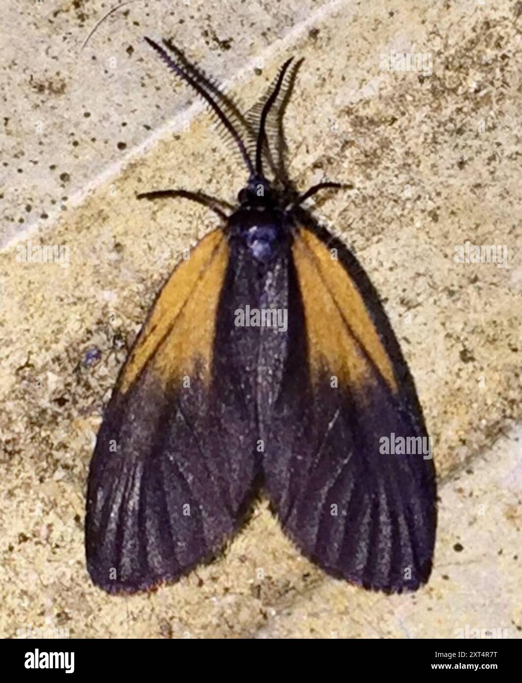 Orange patched smoky moth hi-res stock photography and images - Alamy