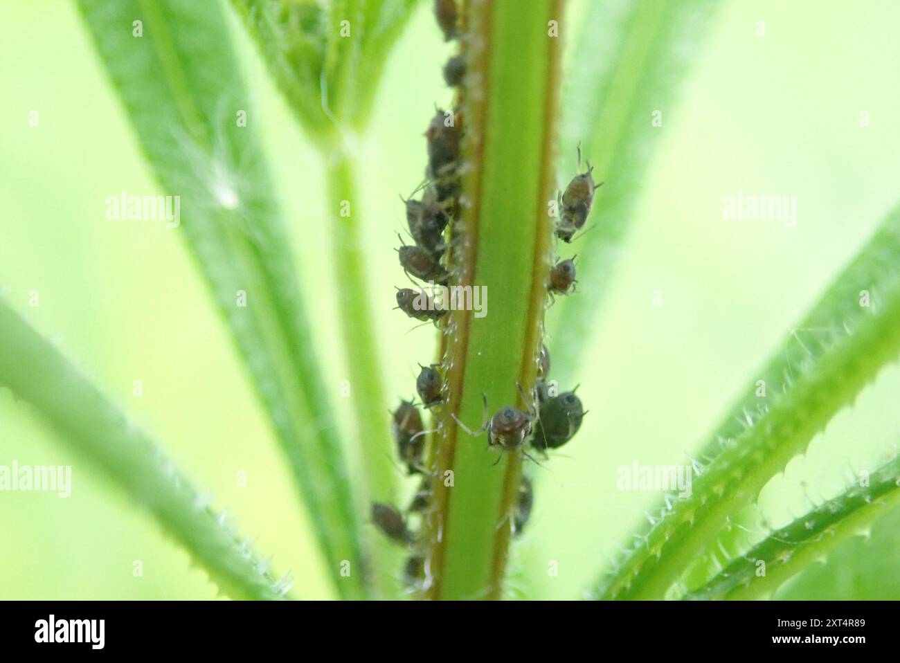 Aphids (Aphididae) Insecta Stock Photo - Alamy