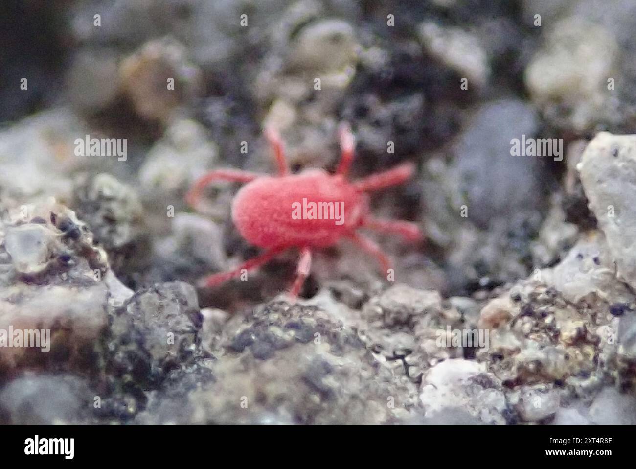 Mites and Ticks (Acari) Arachnida Stock Photo - Alamy
