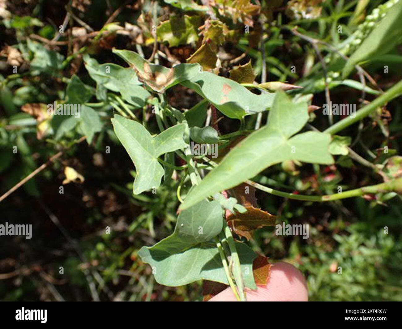 Pacific false bindweed (Calystegia purpurata purpurata) Plantae Stock ...