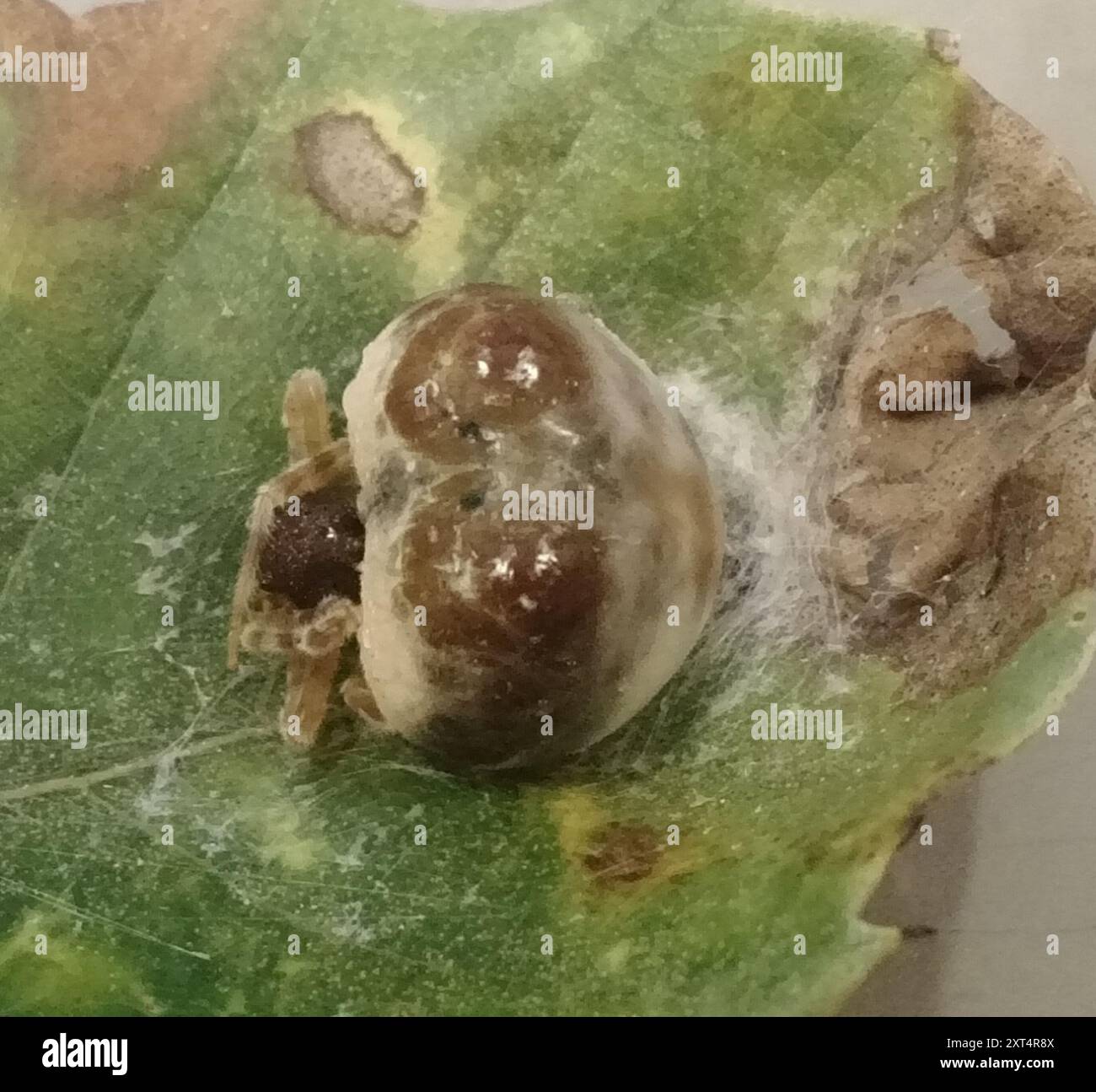 Cornfield Bolas Spider (Mastophora hutchinsoni) Arachnida Stock Photo ...