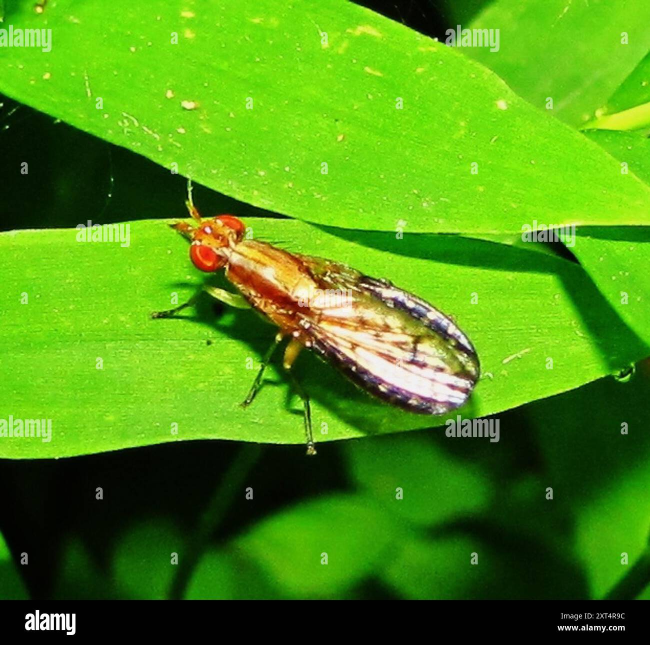 (Trypetoptera canadensis) Insecta Stock Photo - Alamy