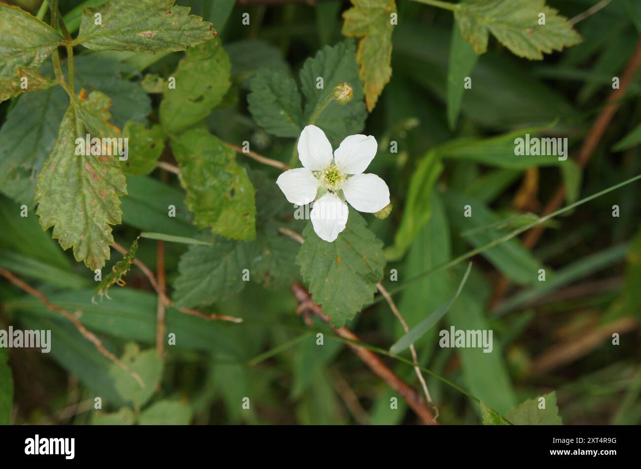 Common Dewberry (Rubus flagellaris) Plantae Stock Photo - Alamy