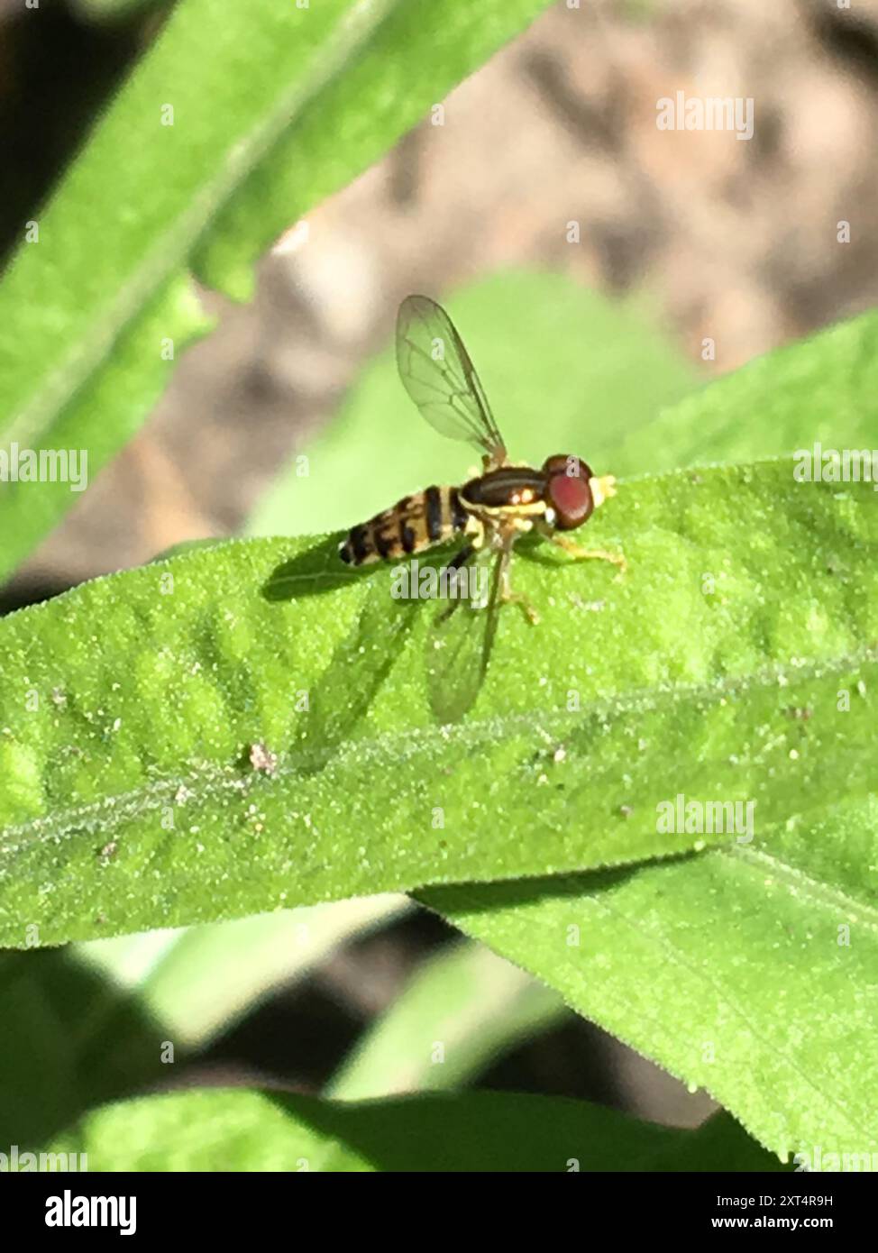 Eastern Calligrapher (Toxomerus geminatus) Insecta Stock Photo - Alamy
