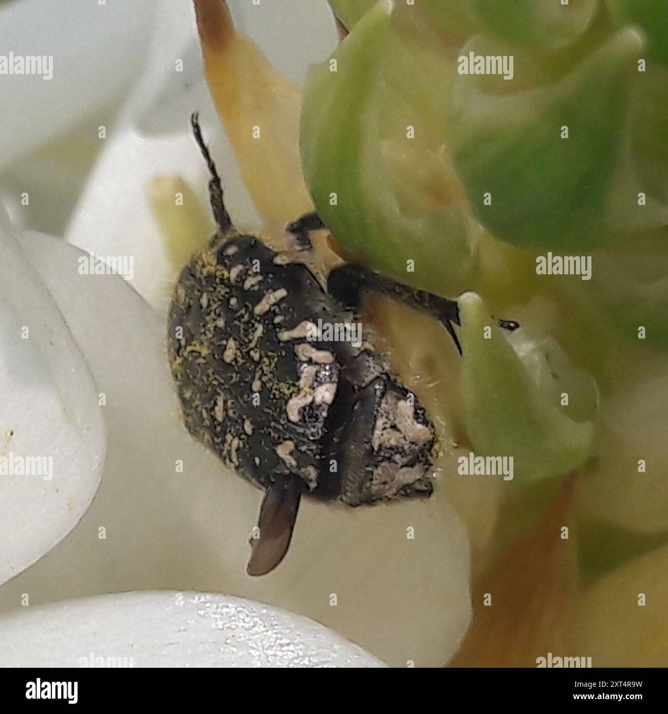Mediterranean Spotted Chafer (Oxythyrea funesta) Insecta Stock Photo ...