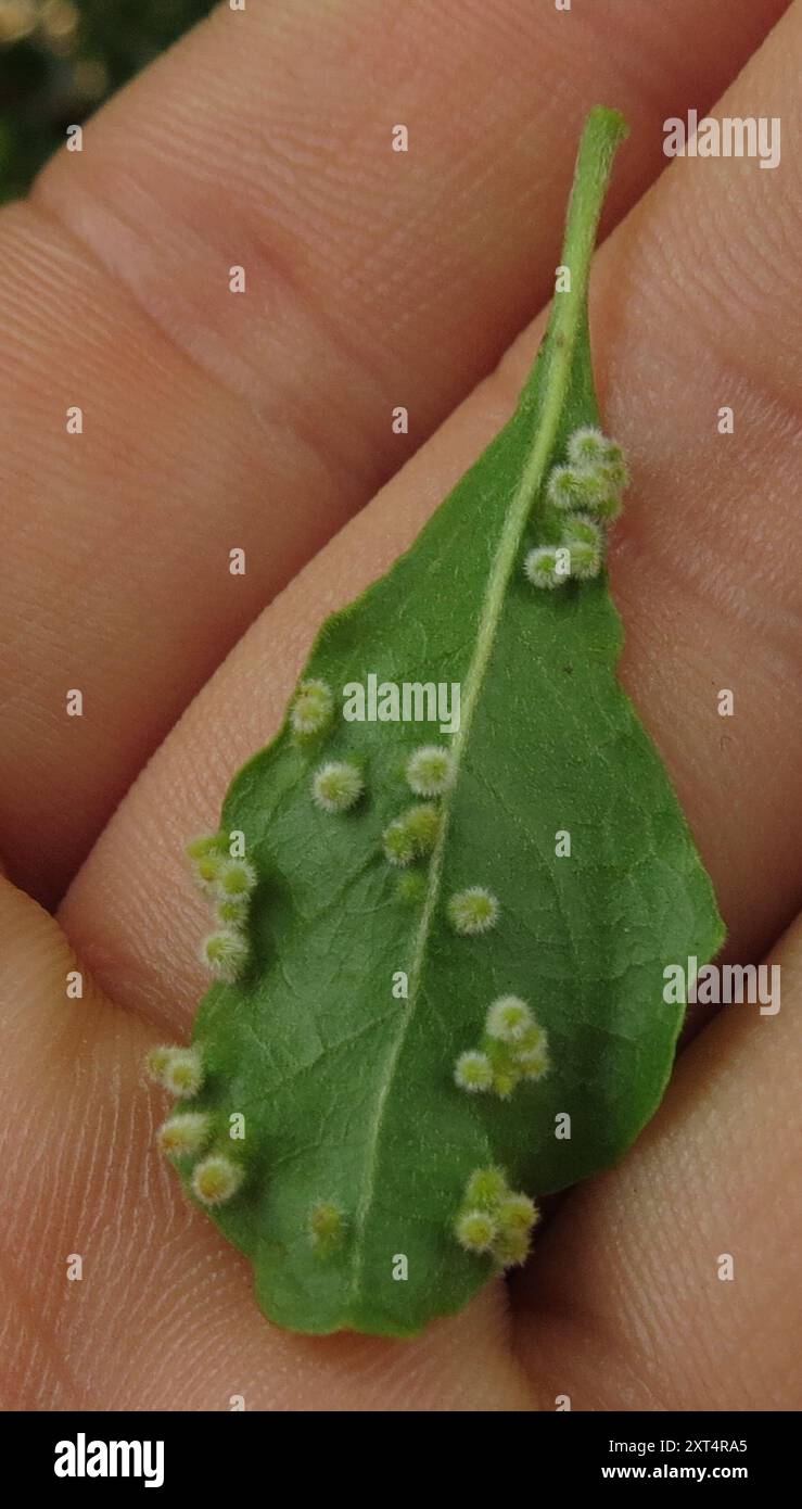 Gall and Rust Mites (Eriophyidae) Arachnida Stock Photo - Alamy