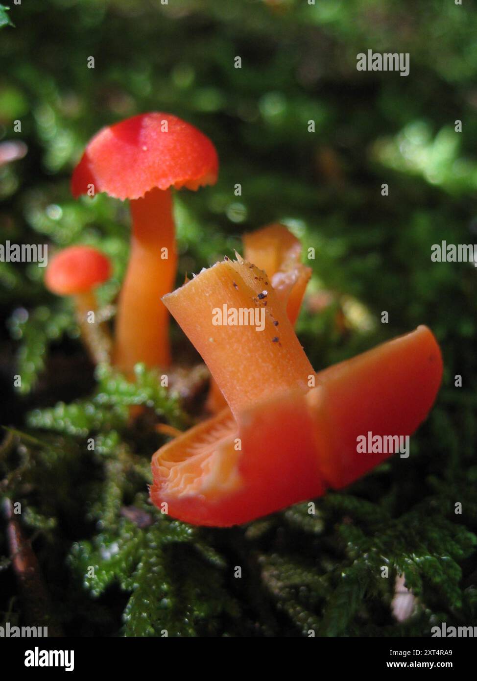 Scarlet Waxy Cap (Hygrocybe coccinea) Fungi Stock Photo - Alamy