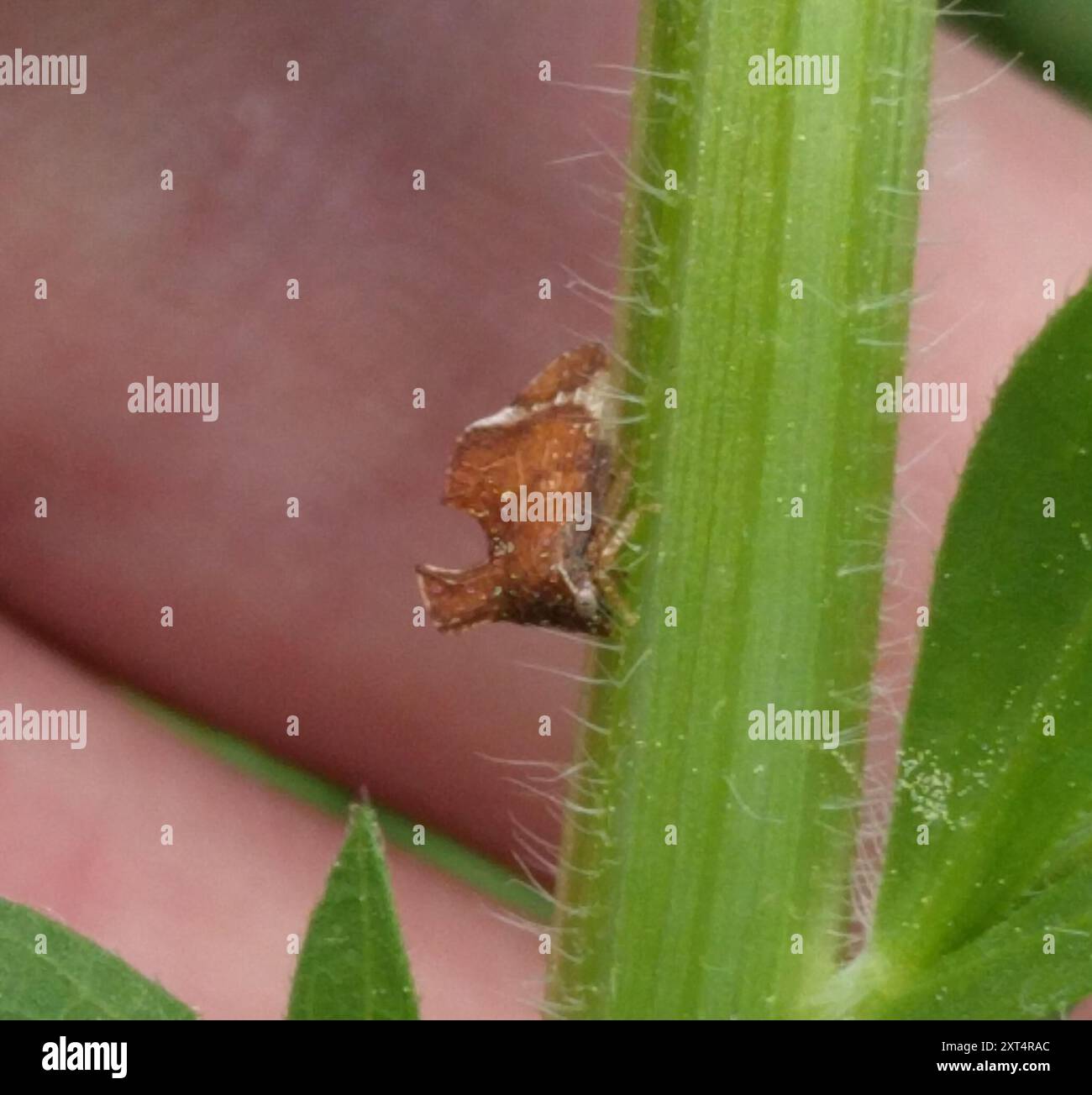 Keeled Treehopper (Entylia carinata) Insecta Stock Photo - Alamy