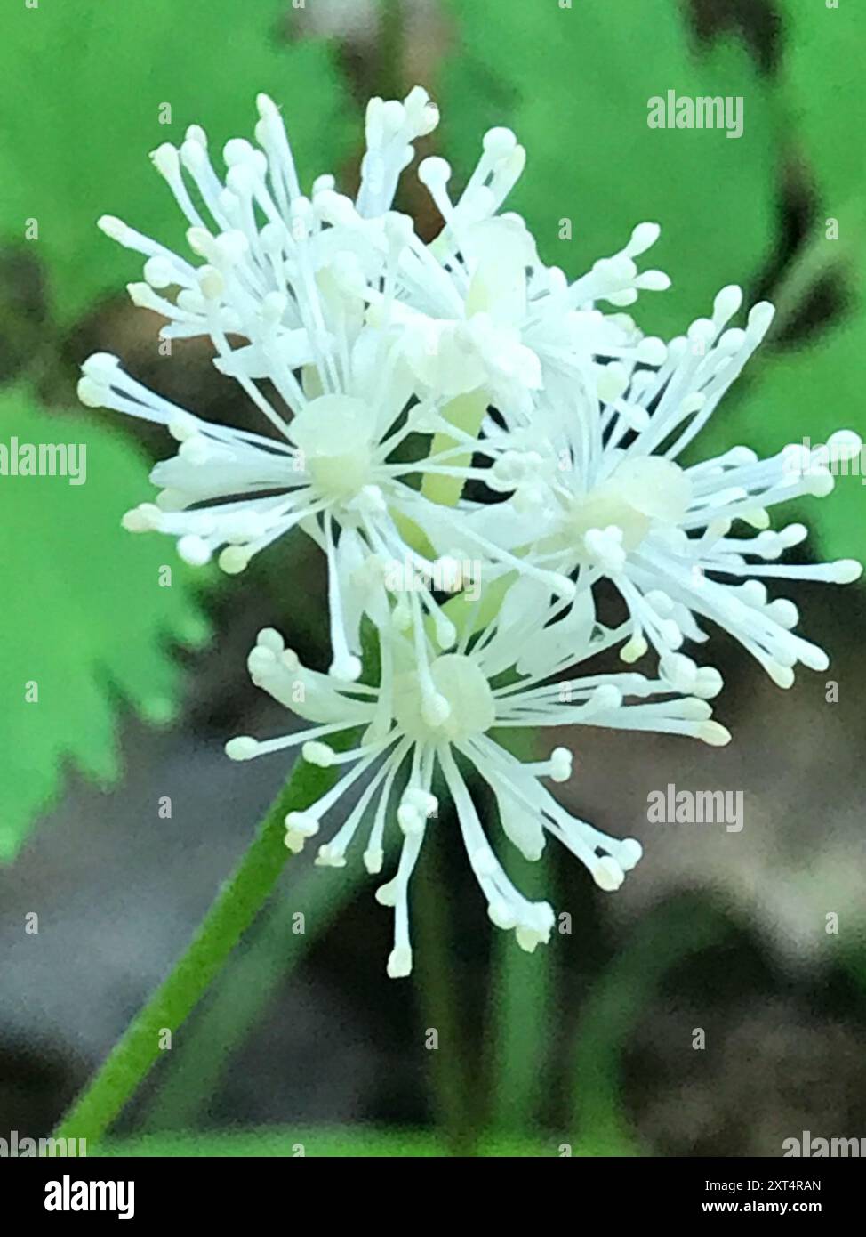 white baneberry (Actaea pachypoda) Plantae Stock Photo - Alamy