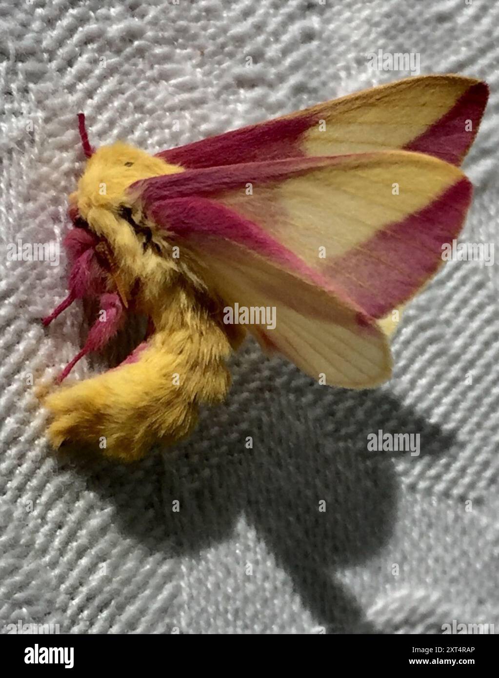 Rosy Maple Moth (Dryocampa rubicunda) Insecta Stock Photo - Alamy