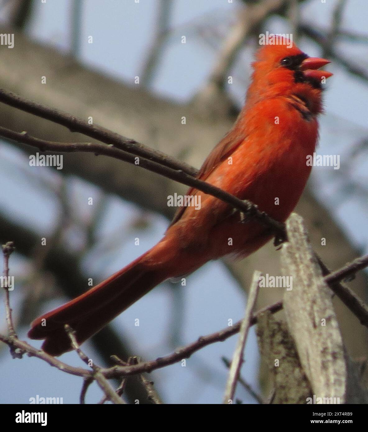Northern Cardinal (Cardinalis cardinalis) Aves Stock Photo - Alamy
