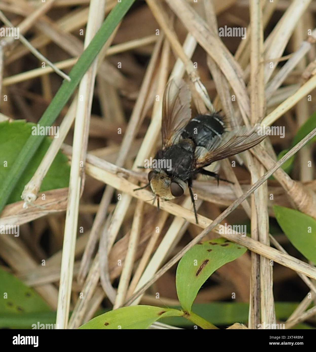 Flies (Diptera) Insecta Stock Photo - Alamy