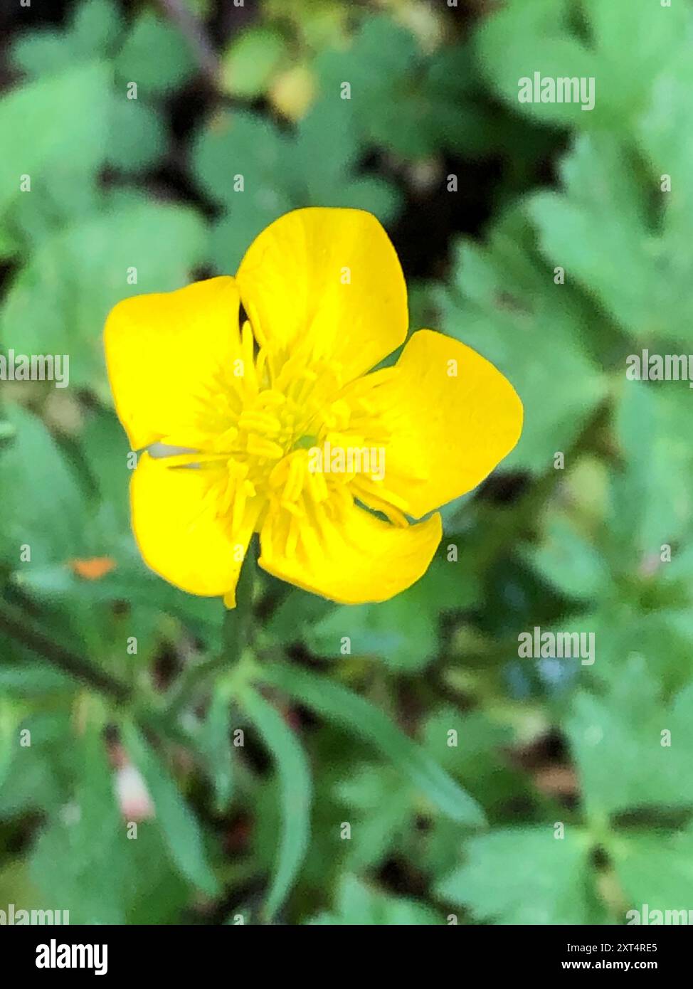 bulbous buttercup (Ranunculus bulbosus) Plantae Stock Photo - Alamy