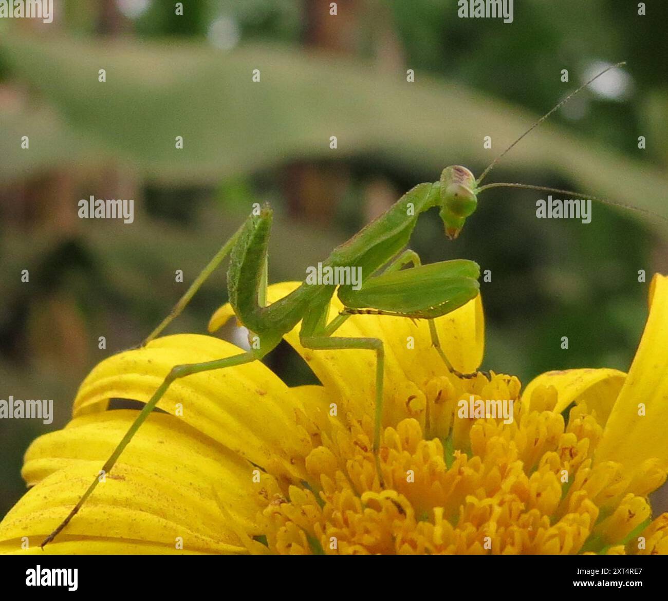 Large Green Praying Mantises (Sphodromantis) Insecta Stock Photo - Alamy